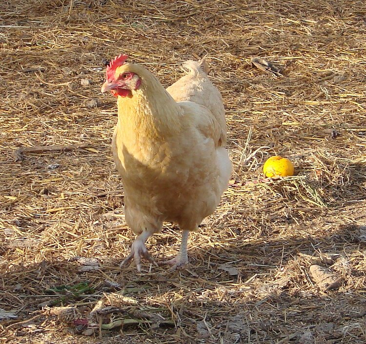 The Woman Who Looked Like a Chicken, and Other Inspirations | Janet Stilson